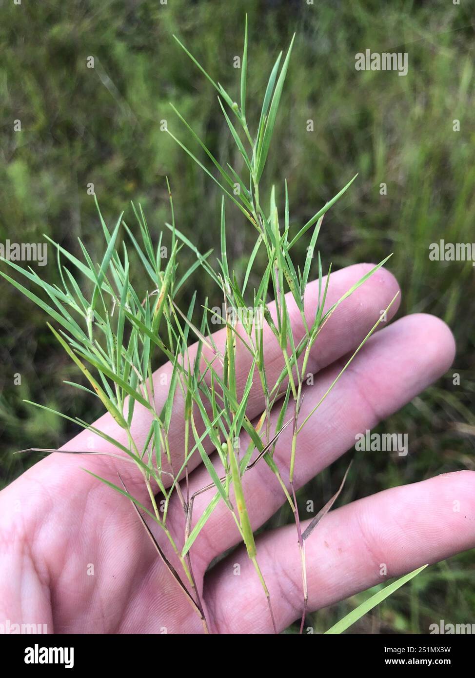 Needleleaf Rosette Grass (Dichanthelium aciculare Stock Photo - Alamy