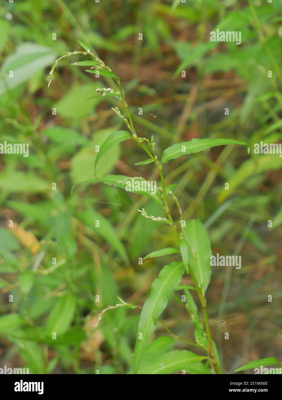 waterpepper (Persicaria hydropiper Stock Photo - Alamy