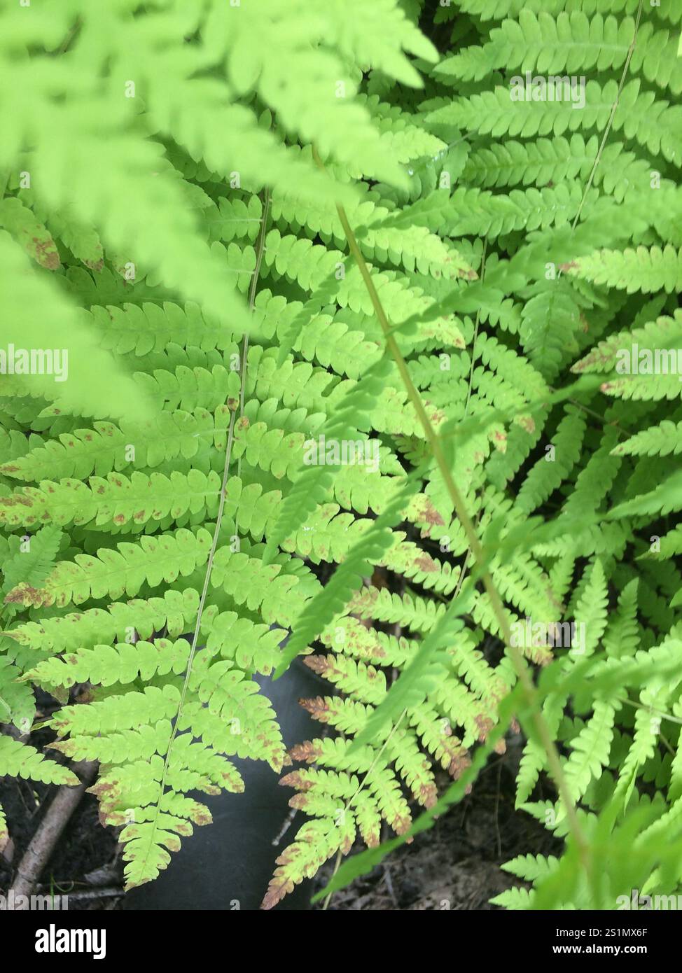 Eastern American marsh fern (Thelypteris palustris pubescens Stock ...
