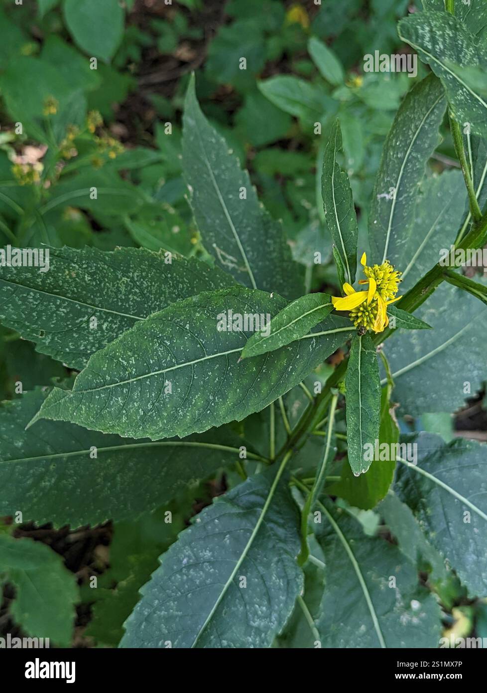 Wingstem (Verbesina alternifolia Stock Photo - Alamy