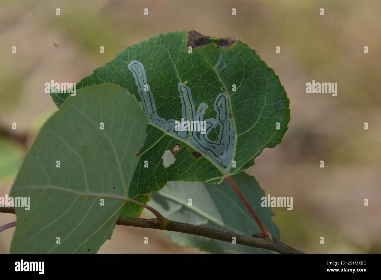 Aspen Serpentine Leafminer Moth (Phyllocnistis populiella Stock Photo ...