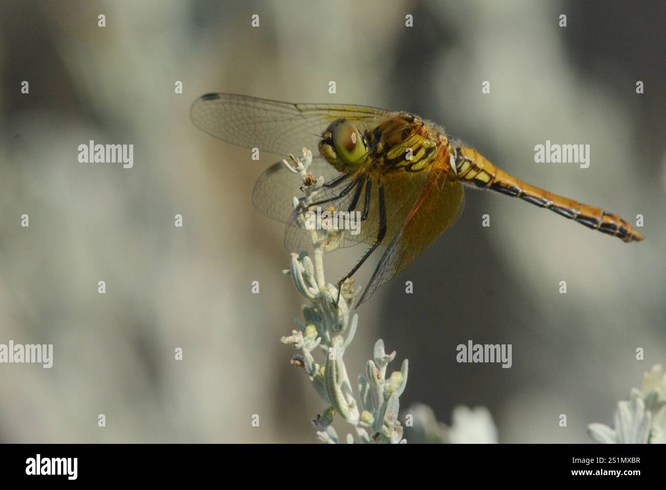 Band-winged Meadowhawk (Sympetrum semicinctum Stock Photo - Alamy