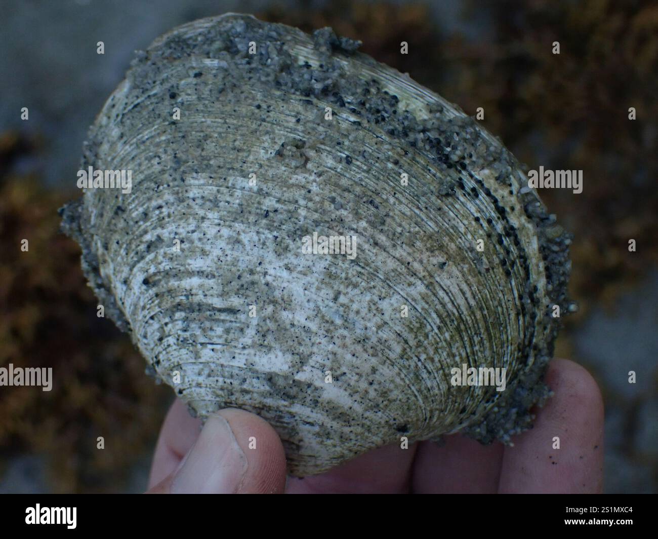 Butter Clam (Saxidomus gigantea Stock Photo - Alamy