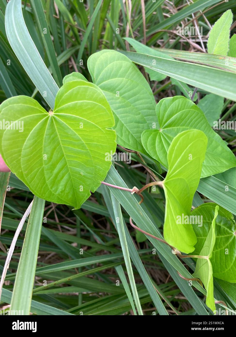 air potato (Dioscorea bulbifera Stock Photo - Alamy