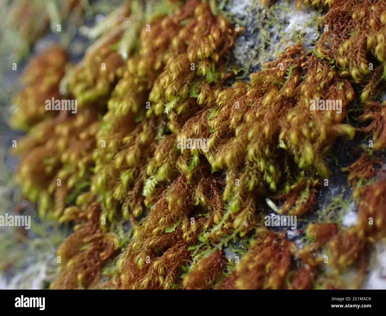Snow Rock Moss (Andreaea nivalis Stock Photo - Alamy