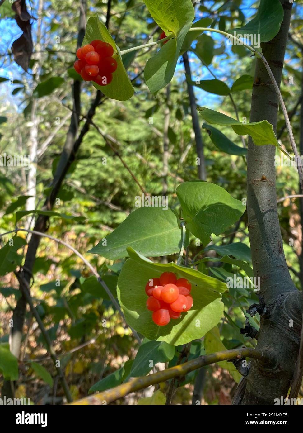 orange honeysuckle (Lonicera ciliosa Stock Photo - Alamy
