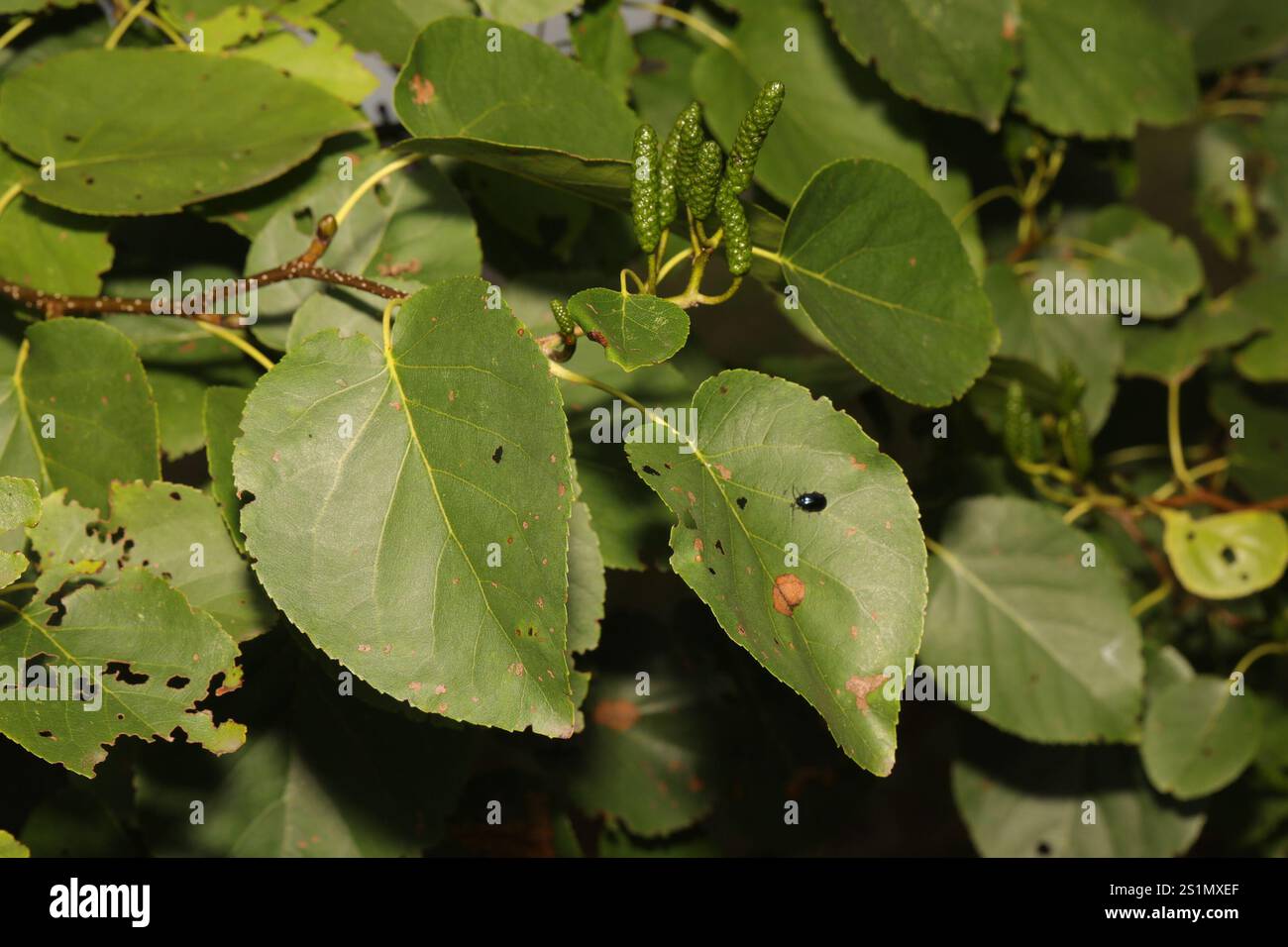 Italian alder (Alnus cordata Stock Photo - Alamy