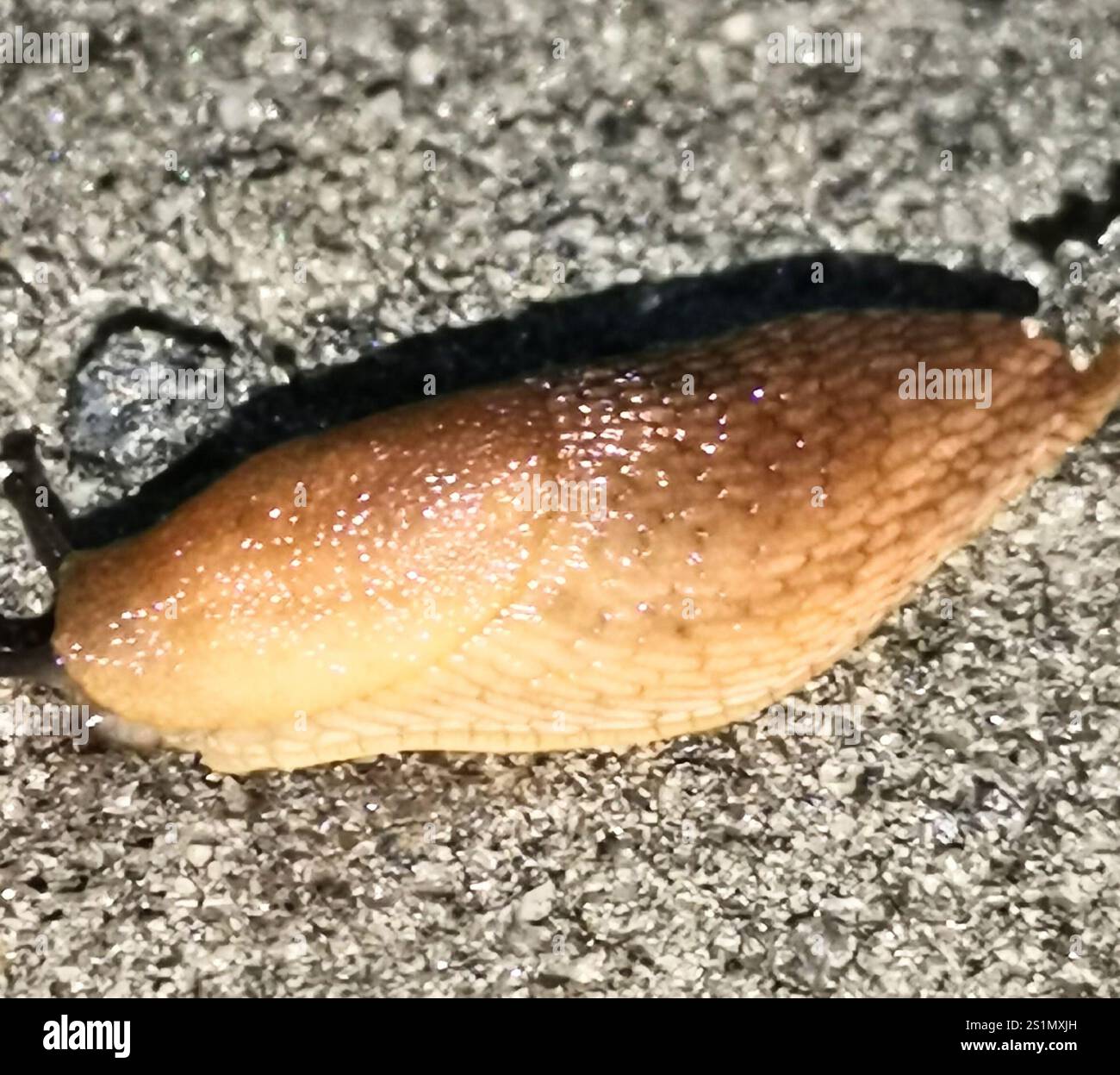 Northern Dusky Slug (Arion fuscus Stock Photo - Alamy