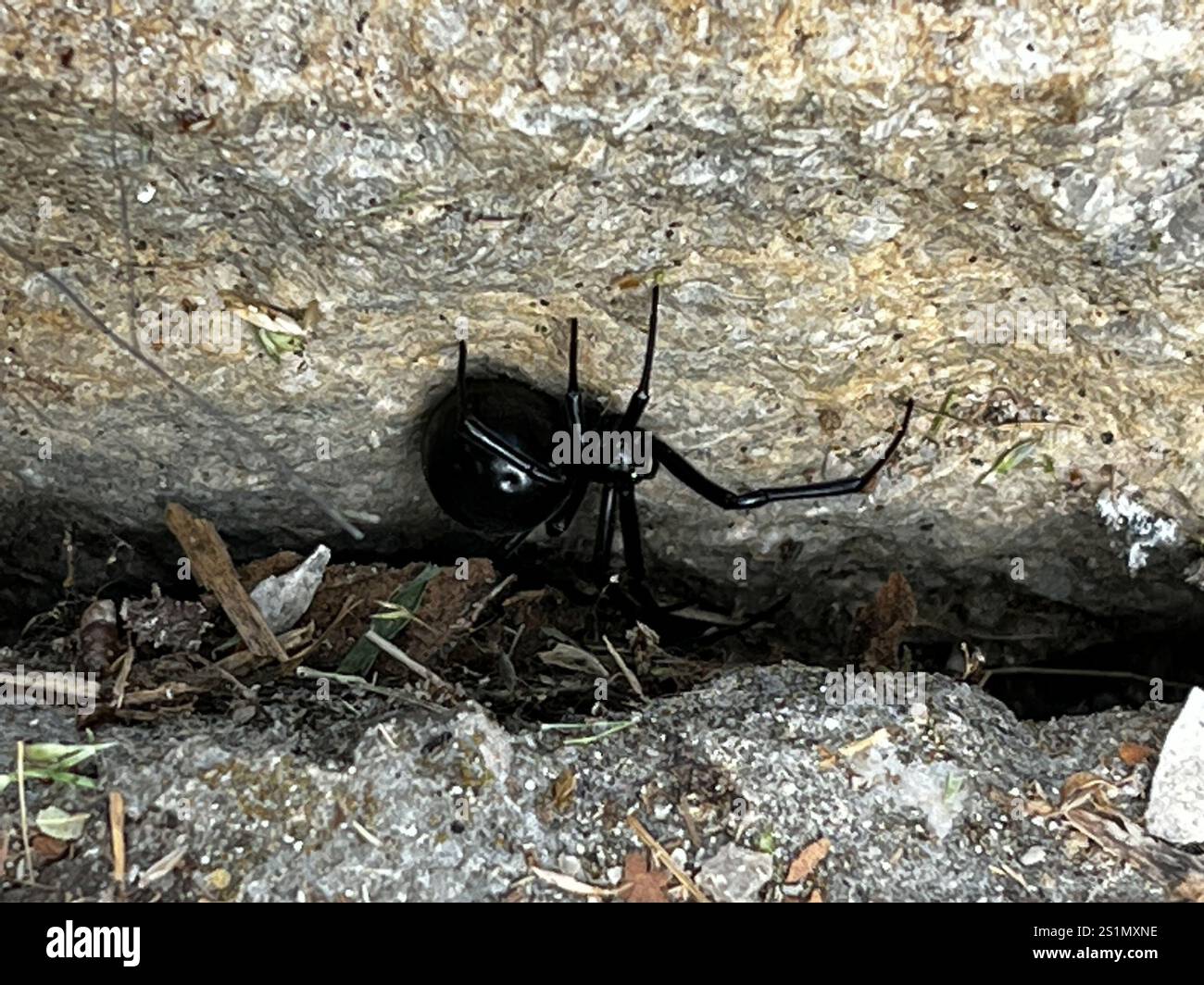 Southern Black Widow (Latrodectus mactans Stock Photo - Alamy