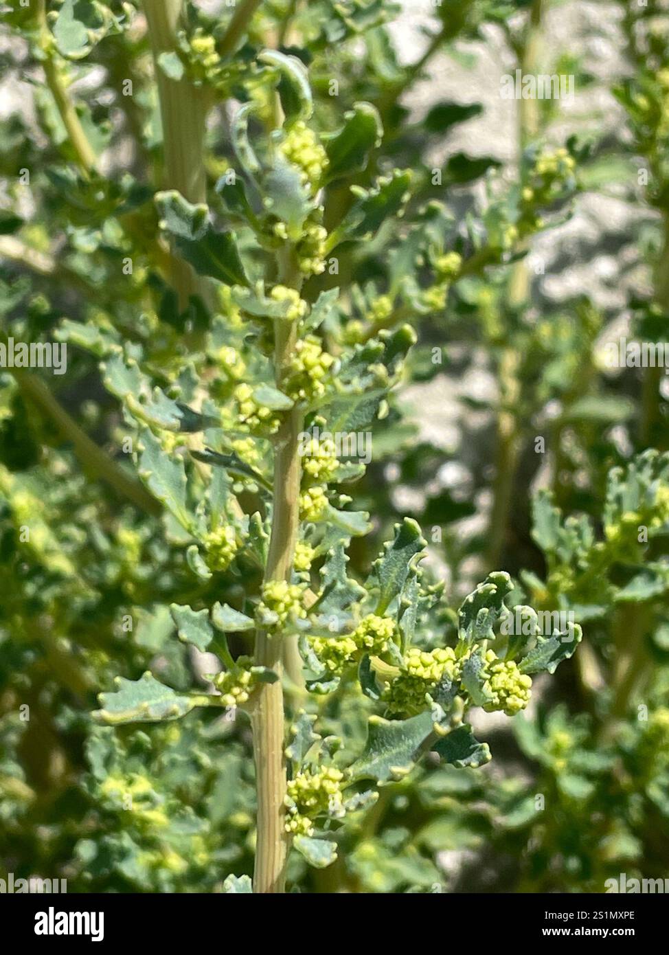 oak-leaved goosefoot (Oxybasis glauca Stock Photo - Alamy