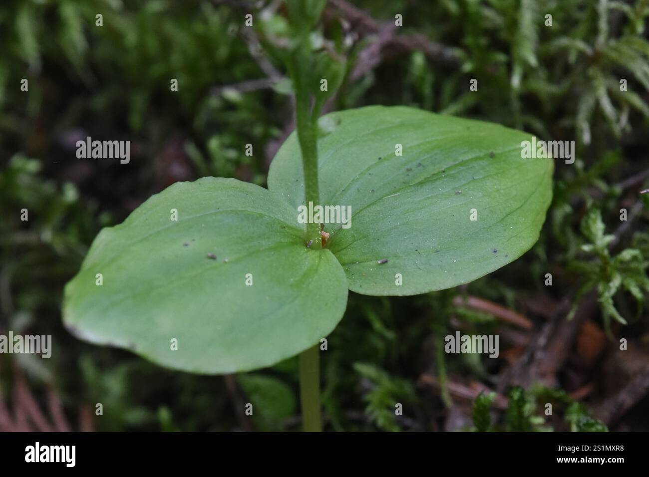 Northern twayblade (Neottia borealis Stock Photo - Alamy