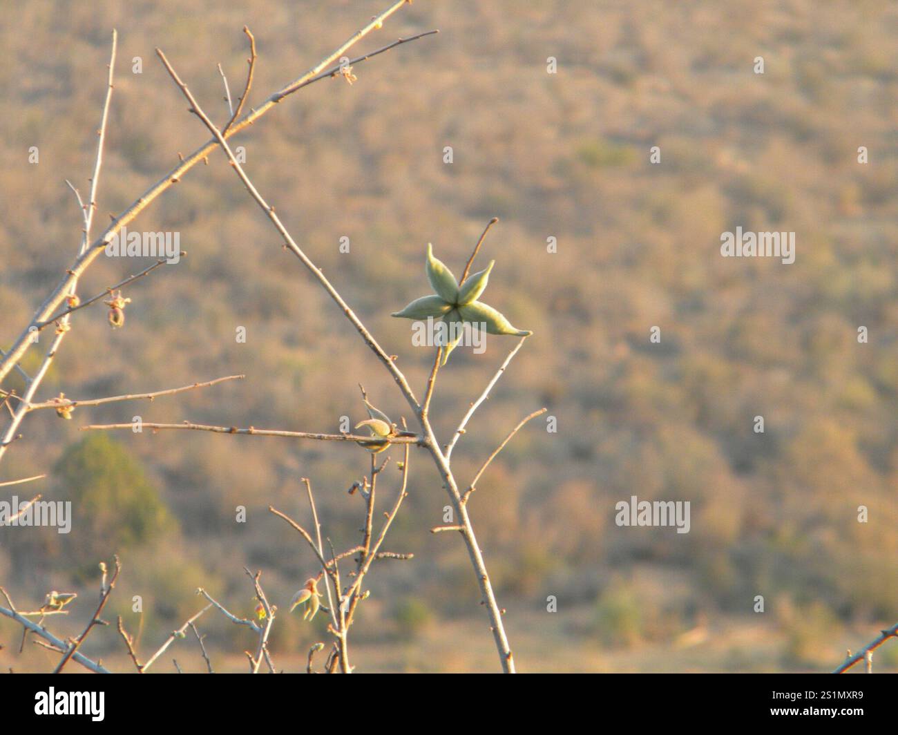 Common Star-Chestnut (Sterculia rogersii Stock Photo - Alamy