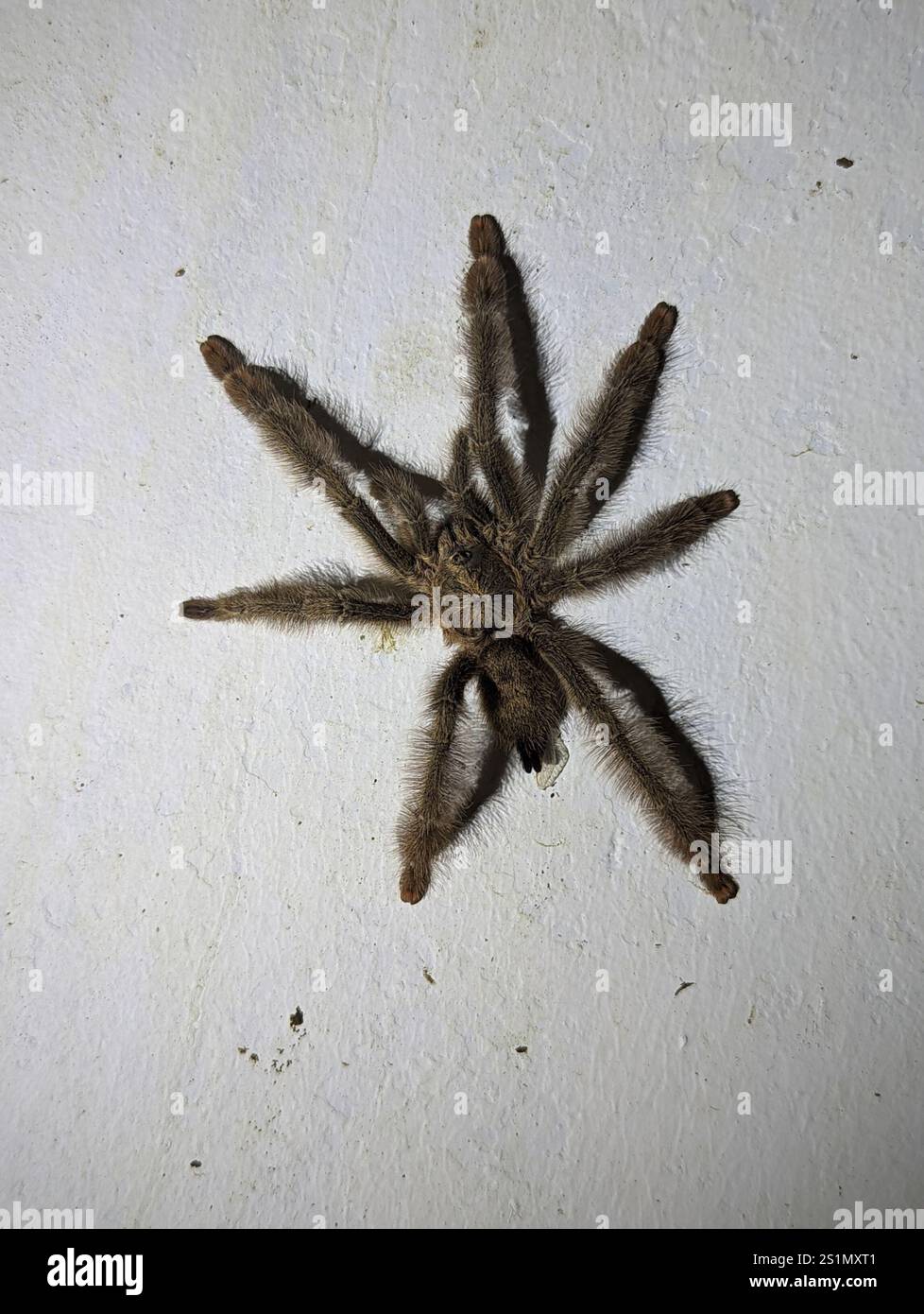 Panama Blonde Tarantula (Psalmopoeus pulcher Stock Photo - Alamy