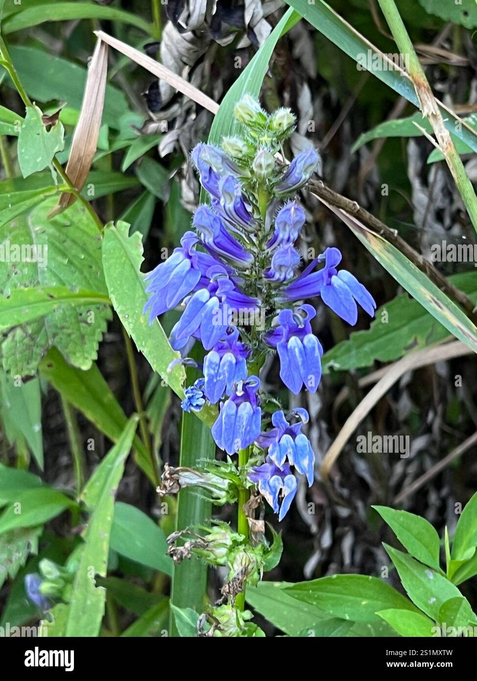 Great Blue Lobelia Lobelia Siphilitica Stock Photo Alamy