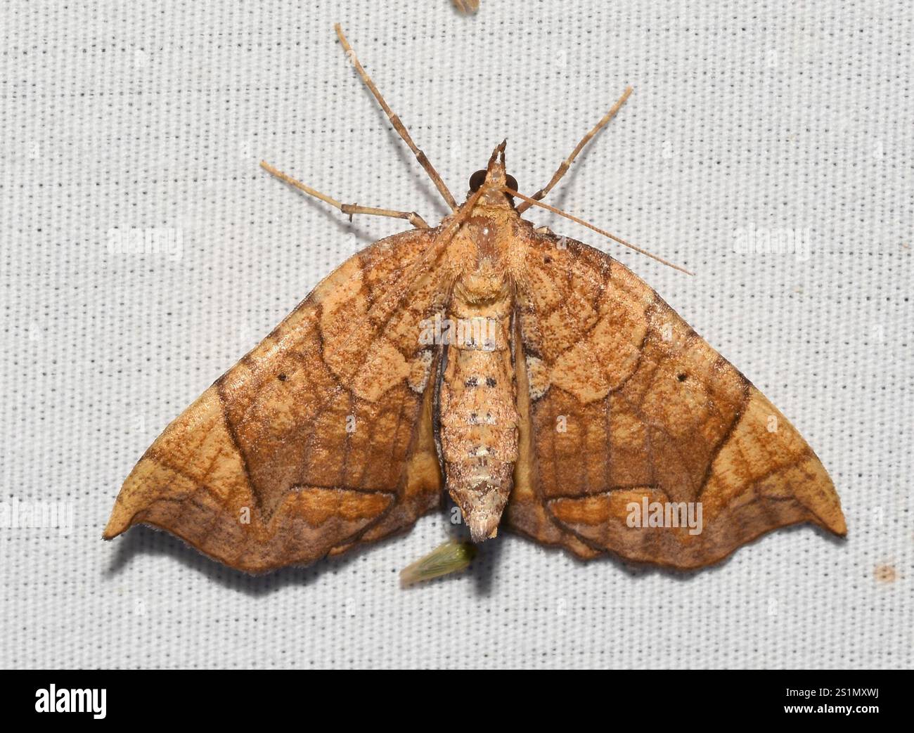 Grapevine Looper Moths (Eulithis diversilineata Stock Photo - Alamy