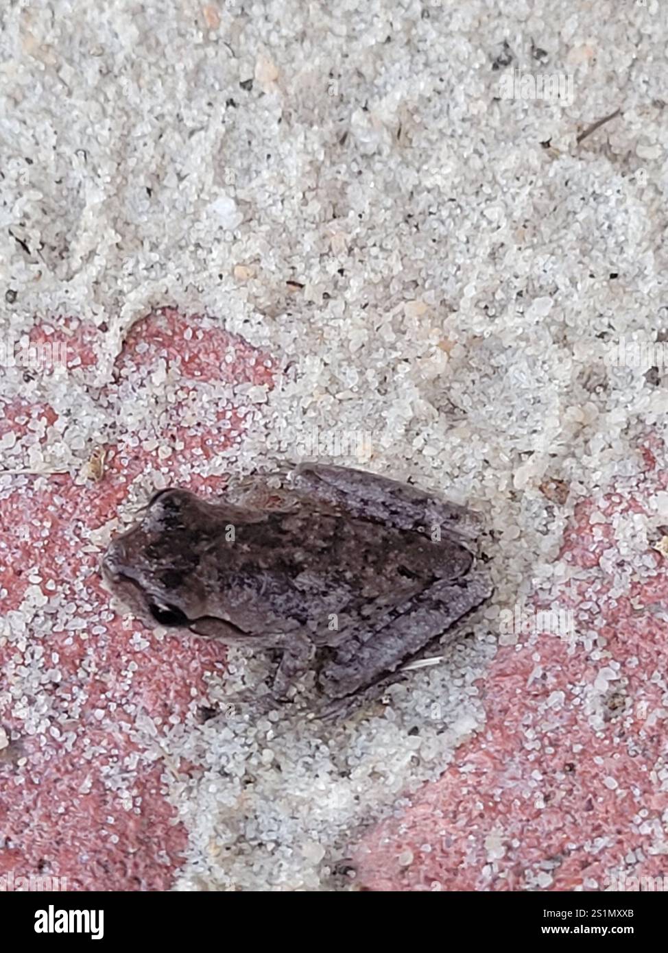 Pine Woods Tree Frog (Hyla femoralis Stock Photo - Alamy