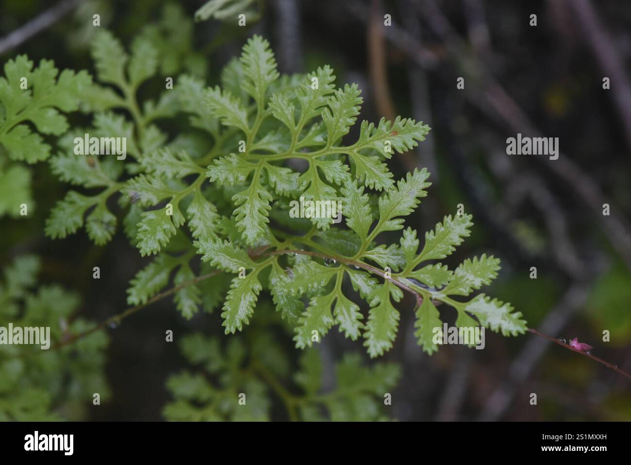 American parsley fern (Cryptogramma acrostichoides Stock Photo - Alamy