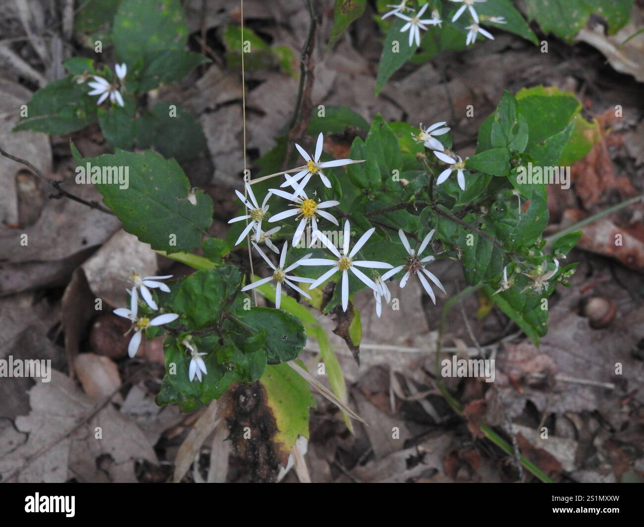 White Wood Aster (Eurybia divaricata Stock Photo - Alamy