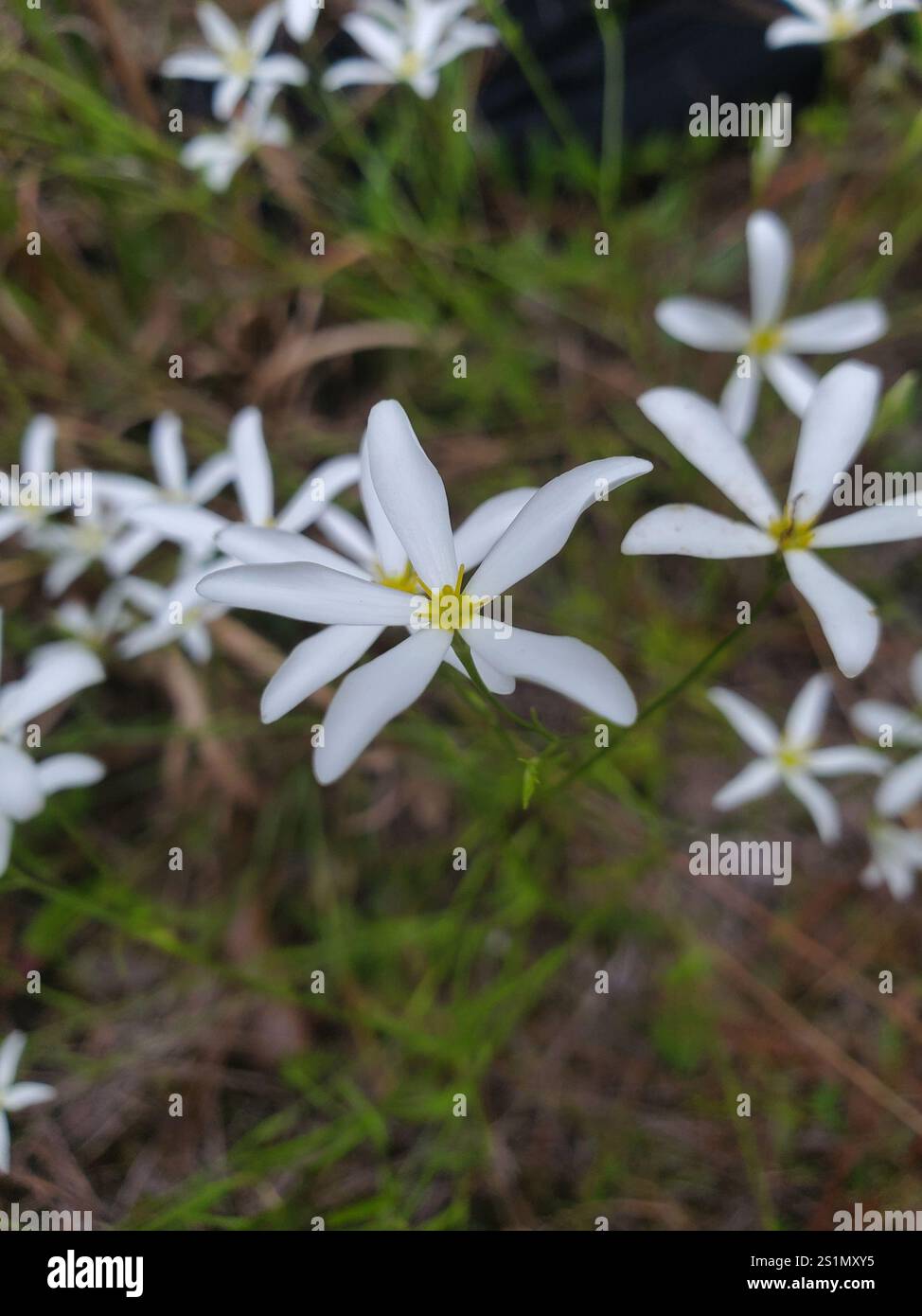 Shortleaf Rose Gentian (Sabatia brevifolia Stock Photo - Alamy