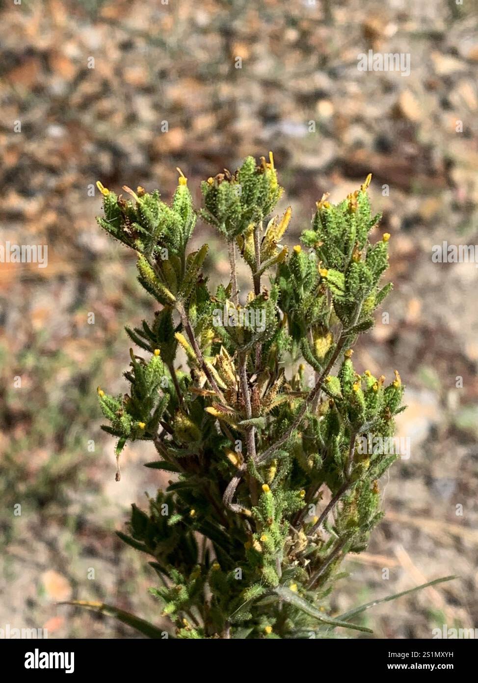 mountain tarweed (Madia glomerata Stock Photo - Alamy