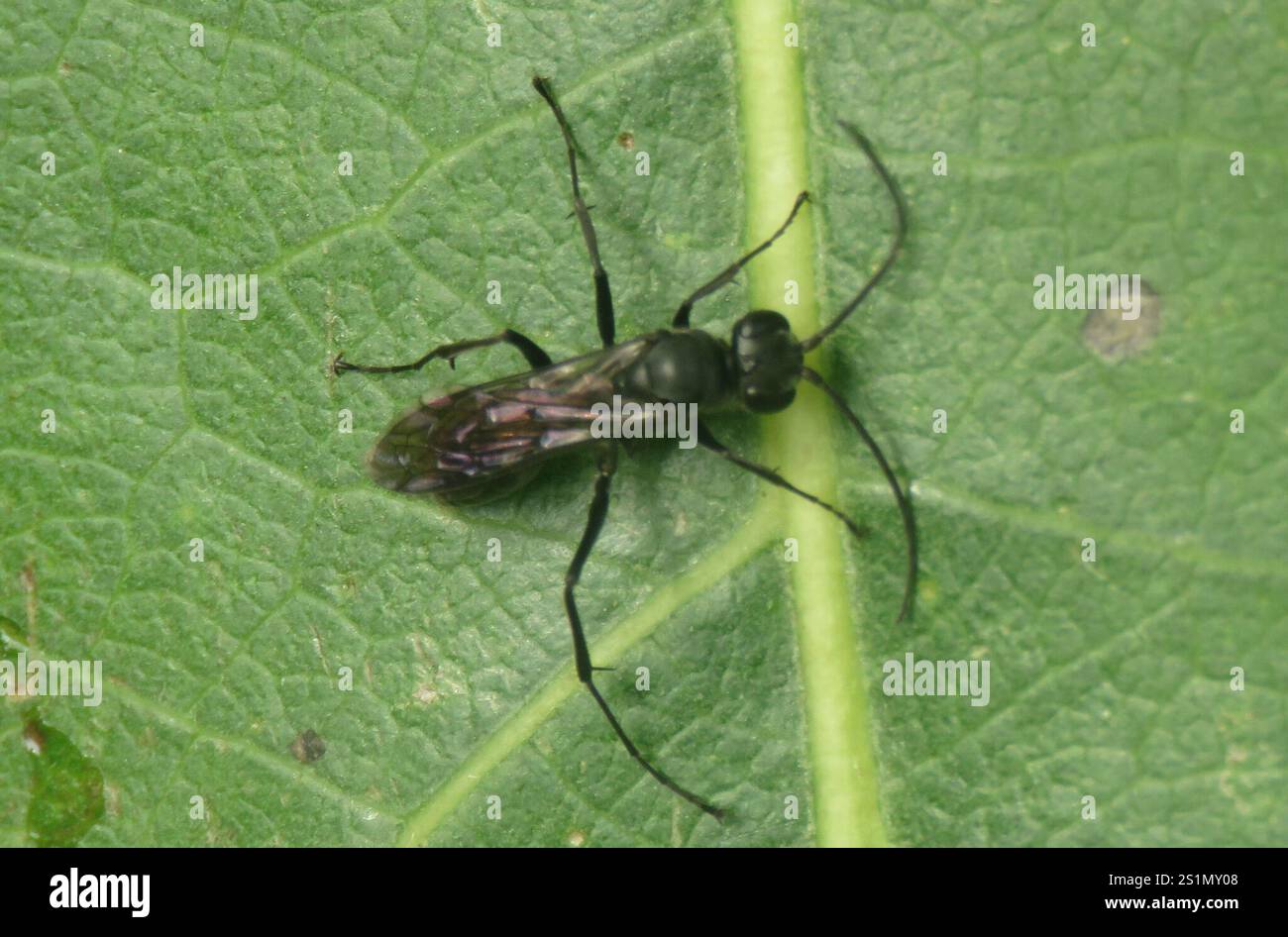 Spider Wasps (Pompilidae Stock Photo - Alamy