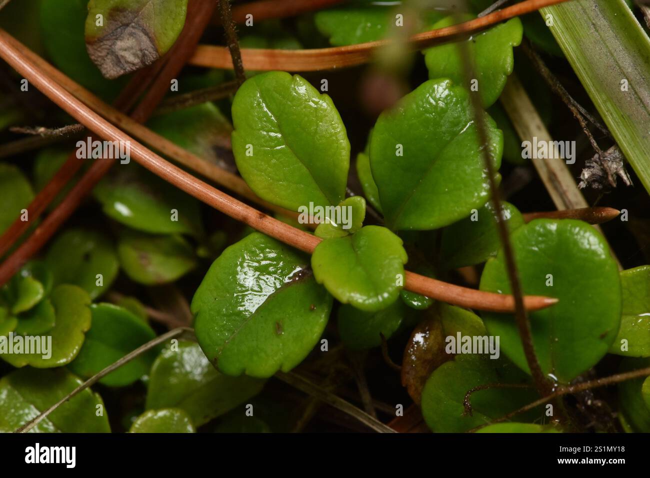 Twinflower (Linnaea borealis Stock Photo - Alamy
