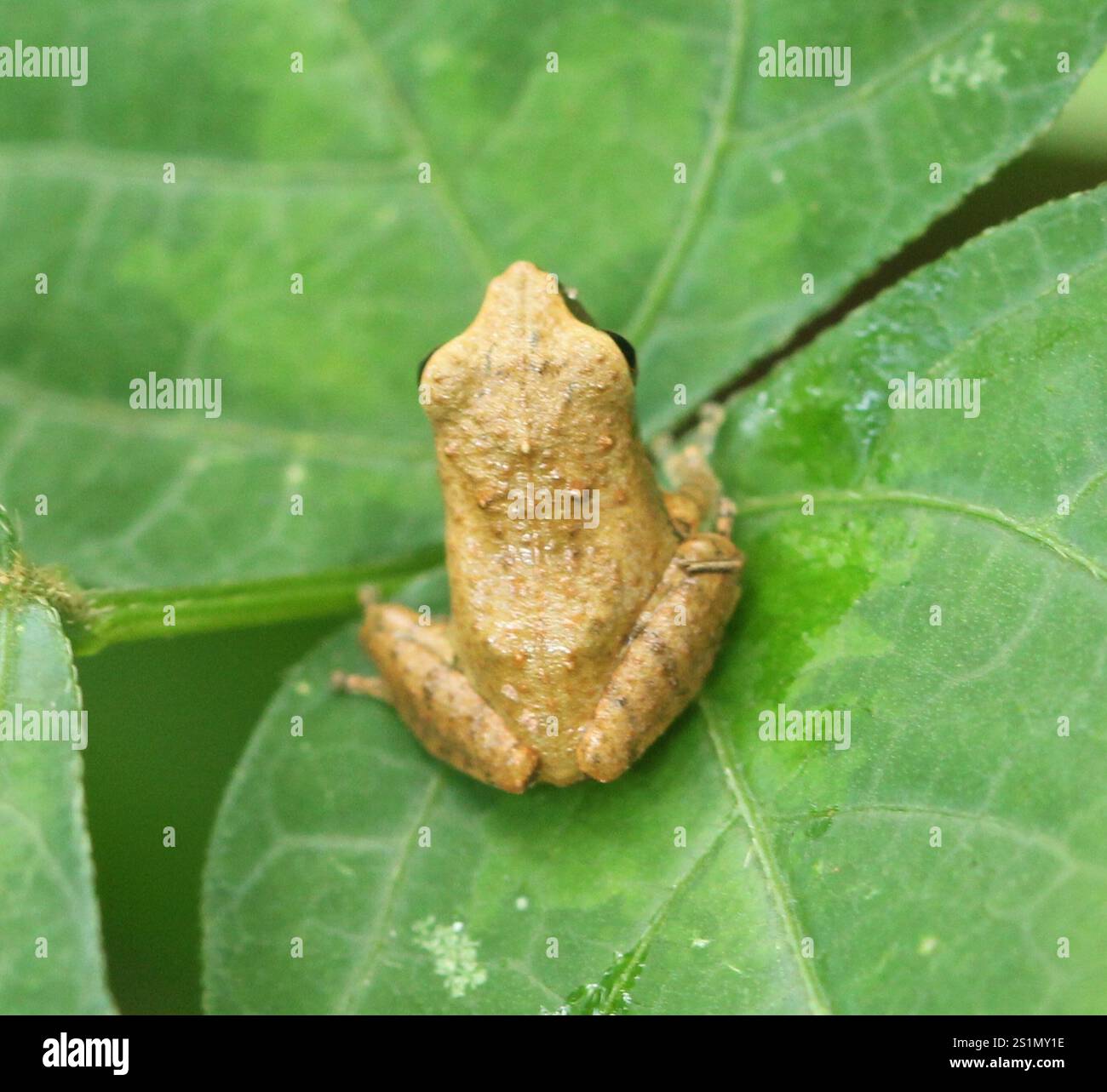 Shrub Frogs (Pseudophilautus Stock Photo - Alamy
