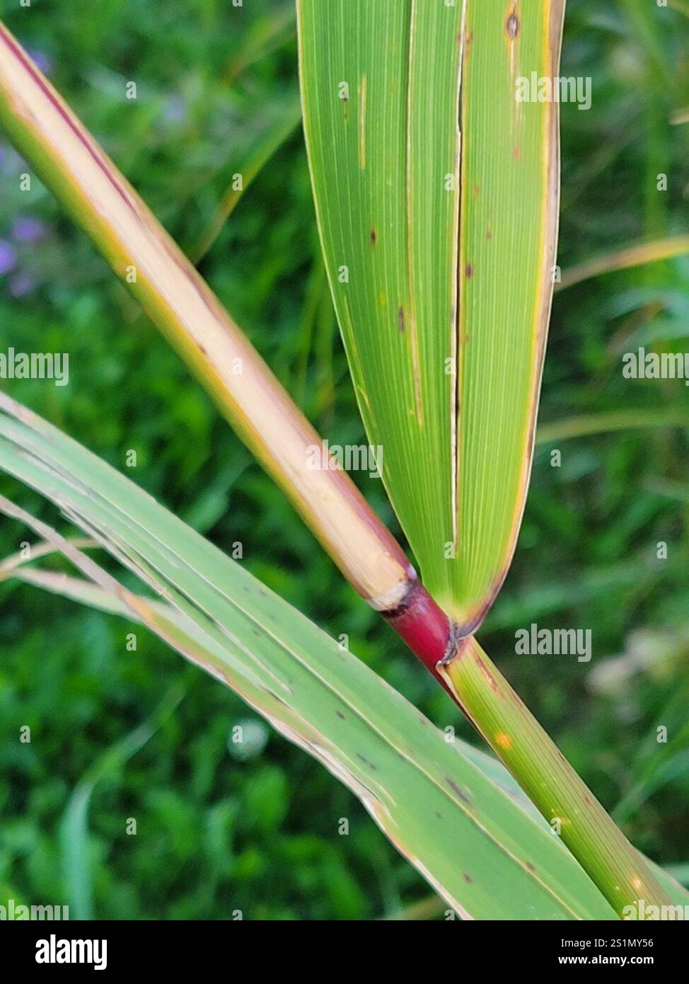 American common reed (Phragmites australis americanus Stock Photo - Alamy