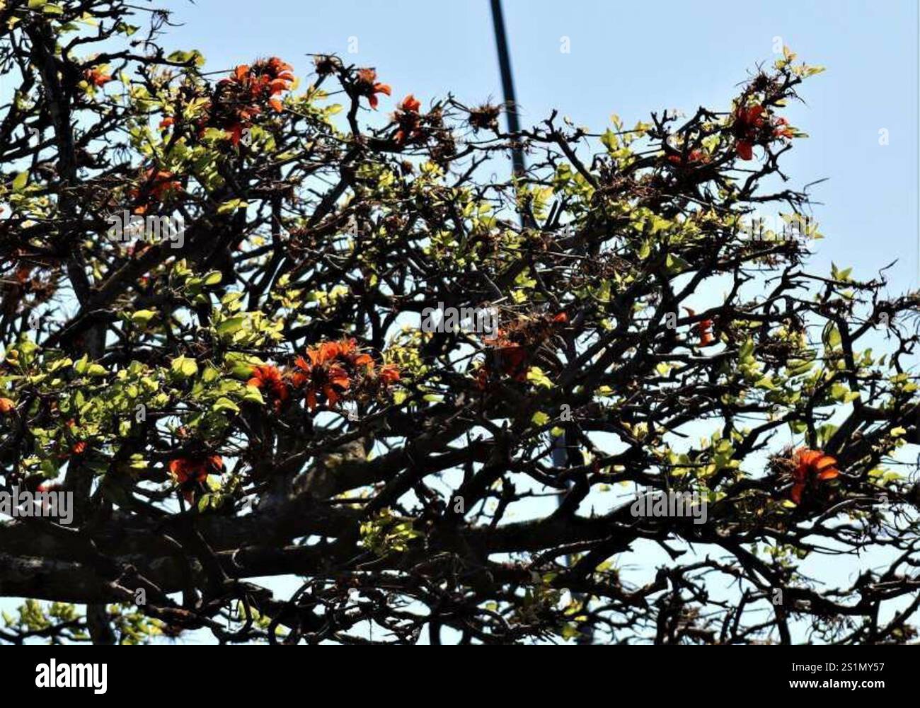 South African Coral Tree (Erythrina afra Stock Photo - Alamy