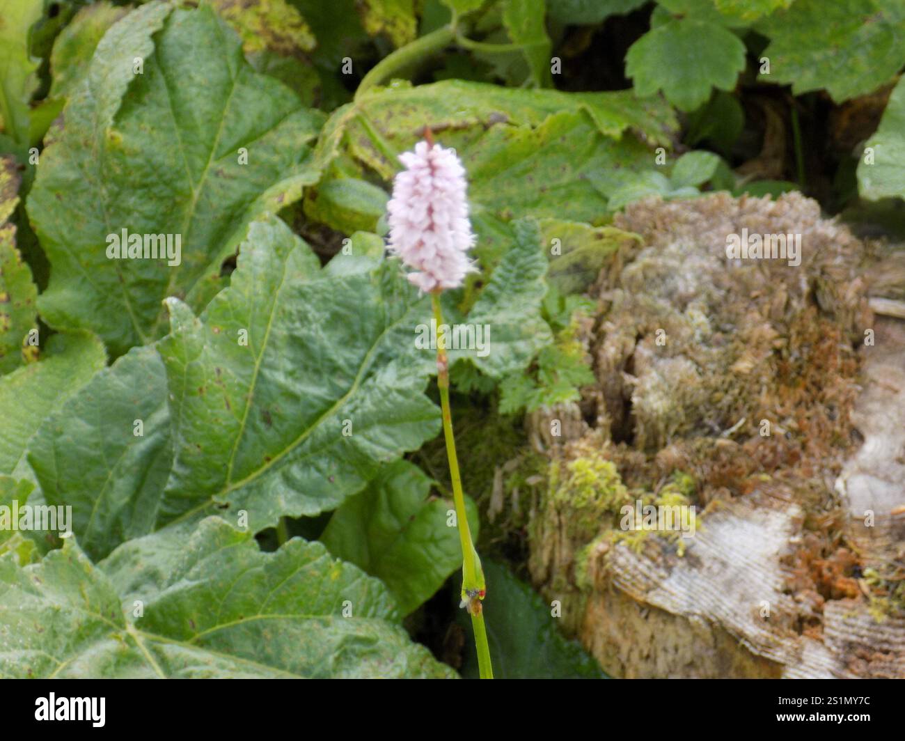 common bistort (Bistorta officinalis Stock Photo - Alamy