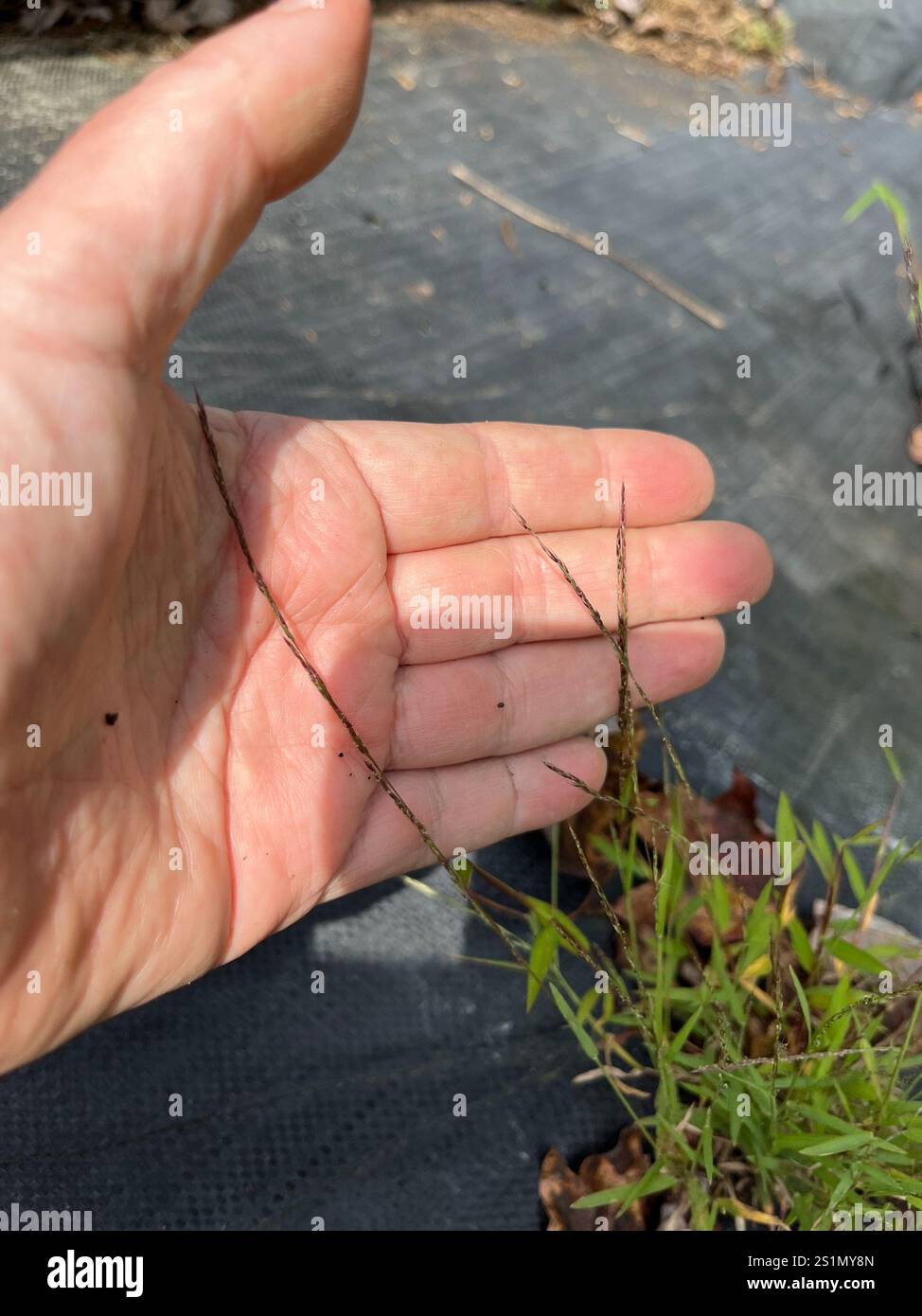 nimblewill (Muhlenbergia schreberi Stock Photo - Alamy