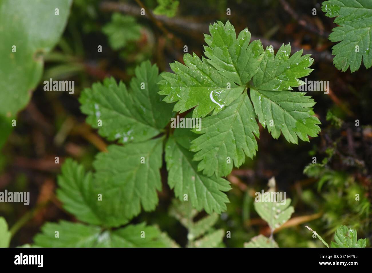 Five-leaf Dwarf Bramble (Rubus pedatus Stock Photo - Alamy