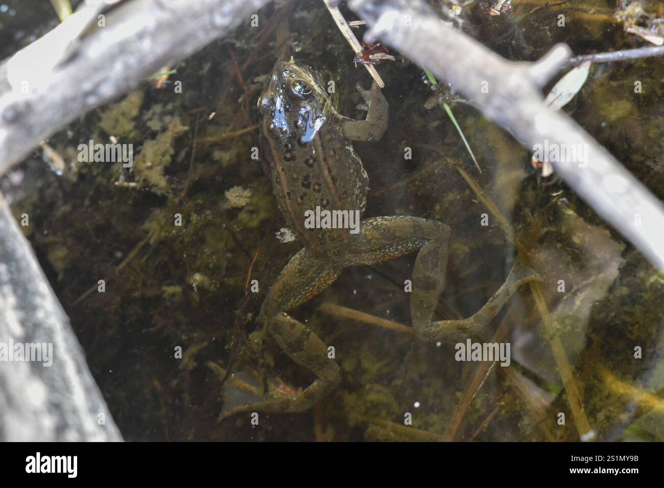 Columbia Spotted Frog (Rana luteiventris Stock Photo - Alamy