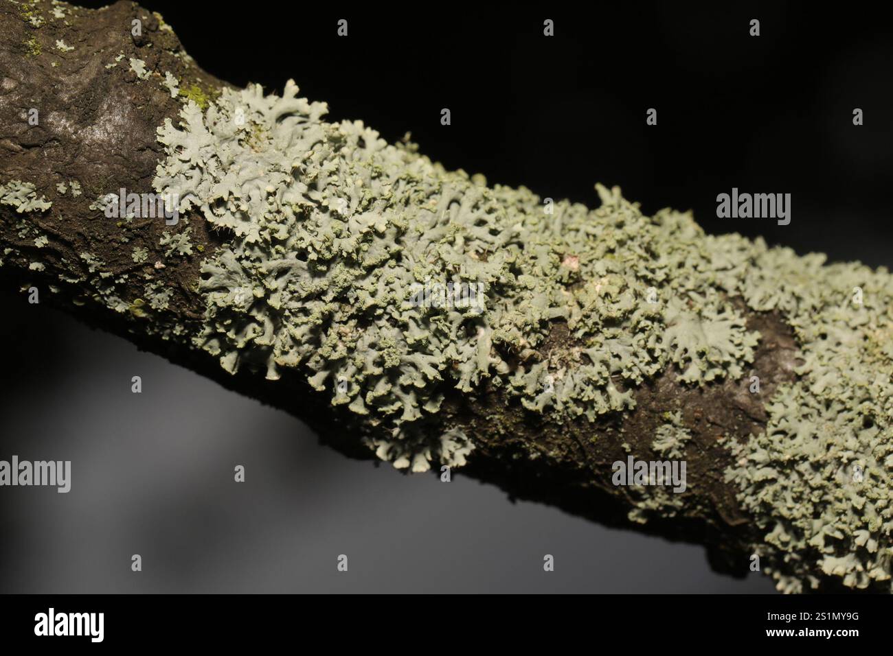 Fringed Rosette Lichen (Physcia tenella Stock Photo - Alamy