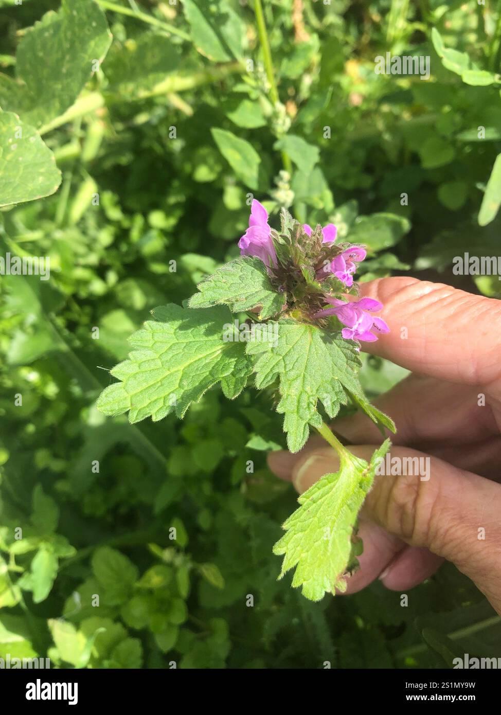 cutleaf deadnettle (Lamium hybridum Stock Photo - Alamy