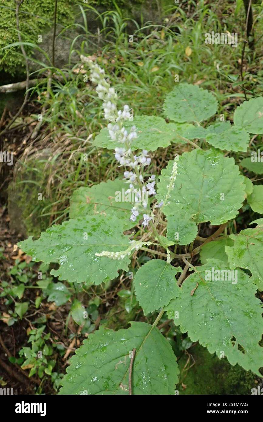 pink fly bush (Plectranthus fruticosus Stock Photo - Alamy