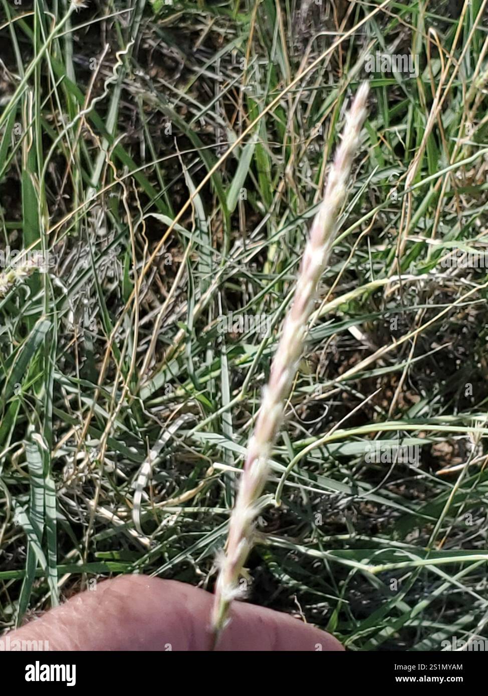 Big Galleta (Hilaria rigida Stock Photo - Alamy