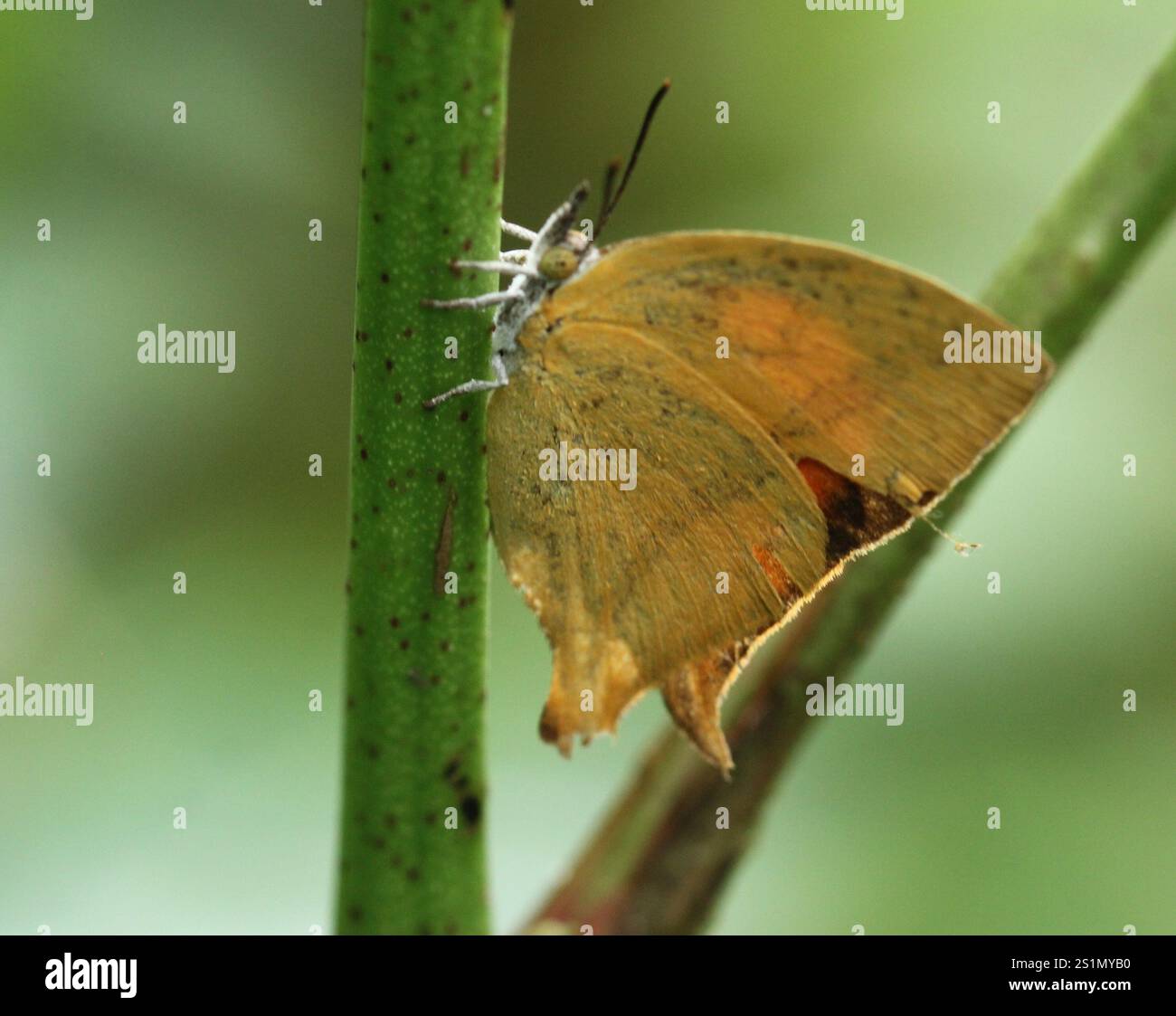 Yamfly hi-res stock photography and images - Alamy