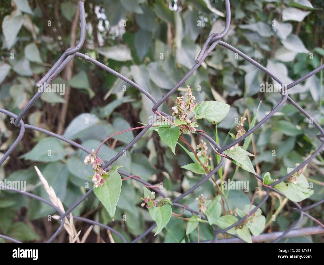 Copse-bindweed (Fallopia dumetorum Stock Photo - Alamy