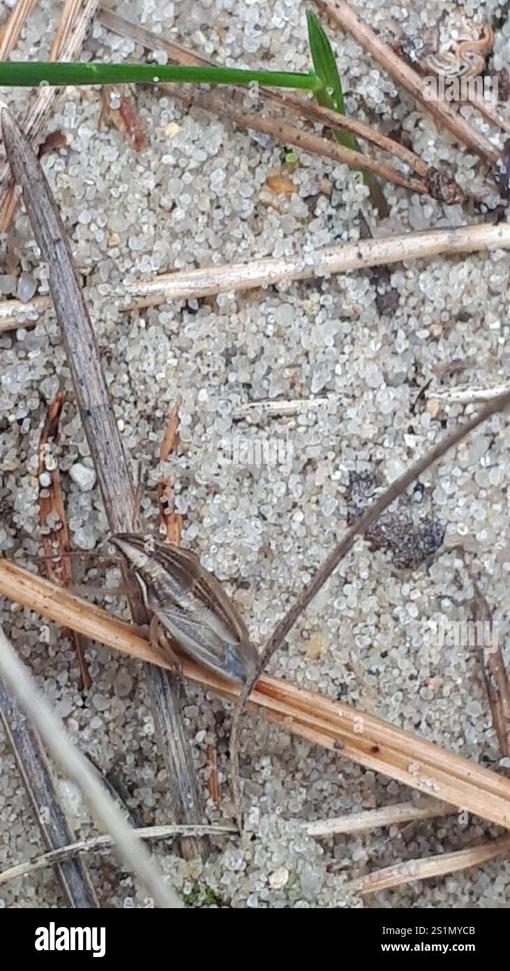 Bishop's Mitre Shield Bug (Aelia acuminata Stock Photo - Alamy