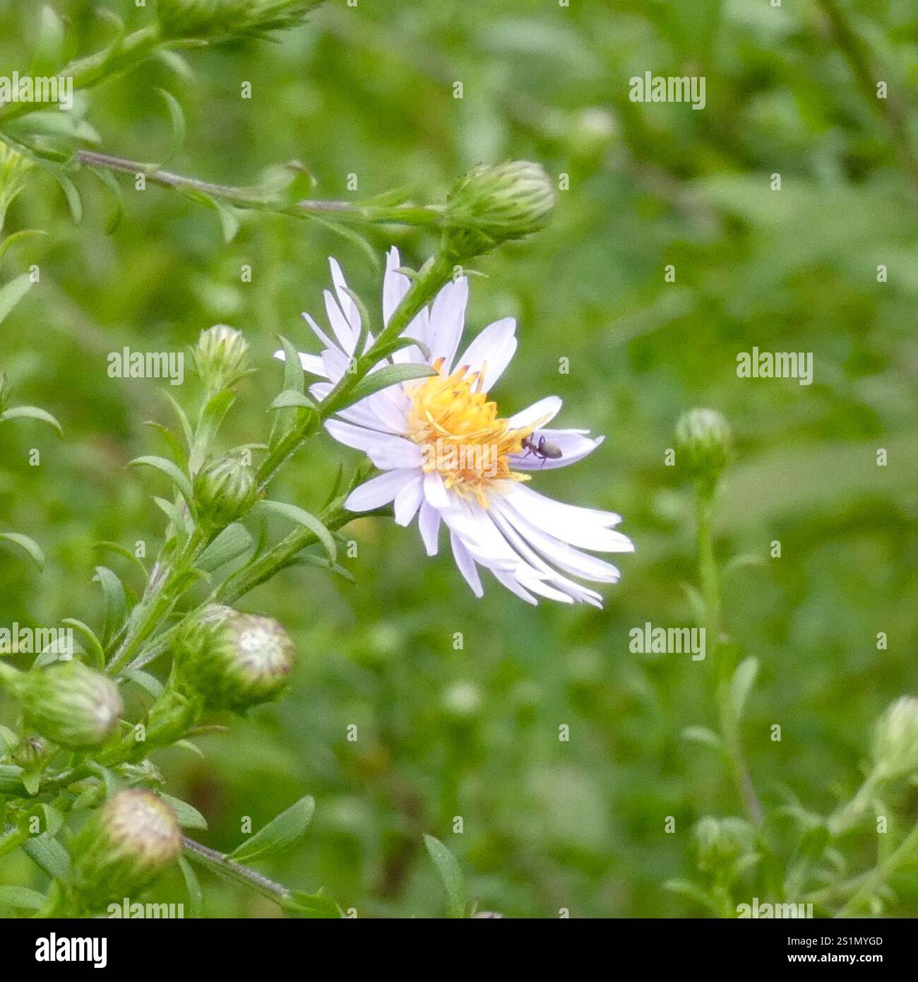 New York aster (Symphyotrichum novi-belgii Stock Photo - Alamy