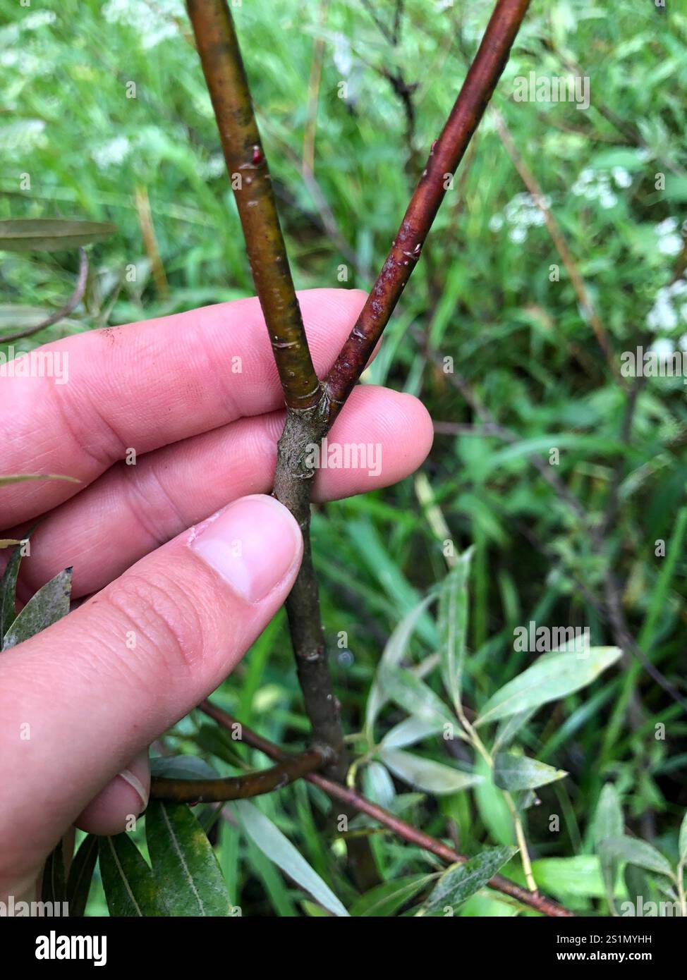 meadow willow (Salix petiolaris Stock Photo - Alamy