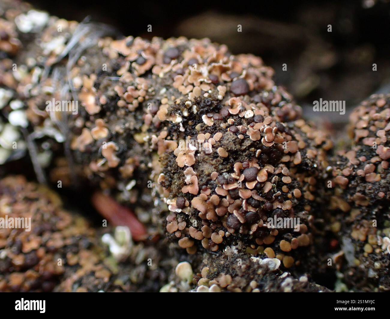 Fishscale Lichens (Psora Stock Photo - Alamy