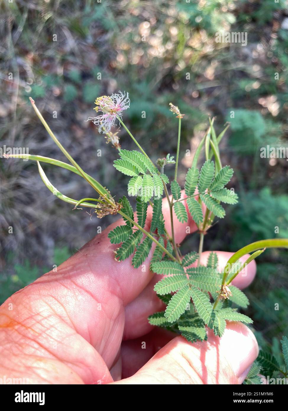 Velvet Bundleflower (Desmanthus velutinus Stock Photo - Alamy