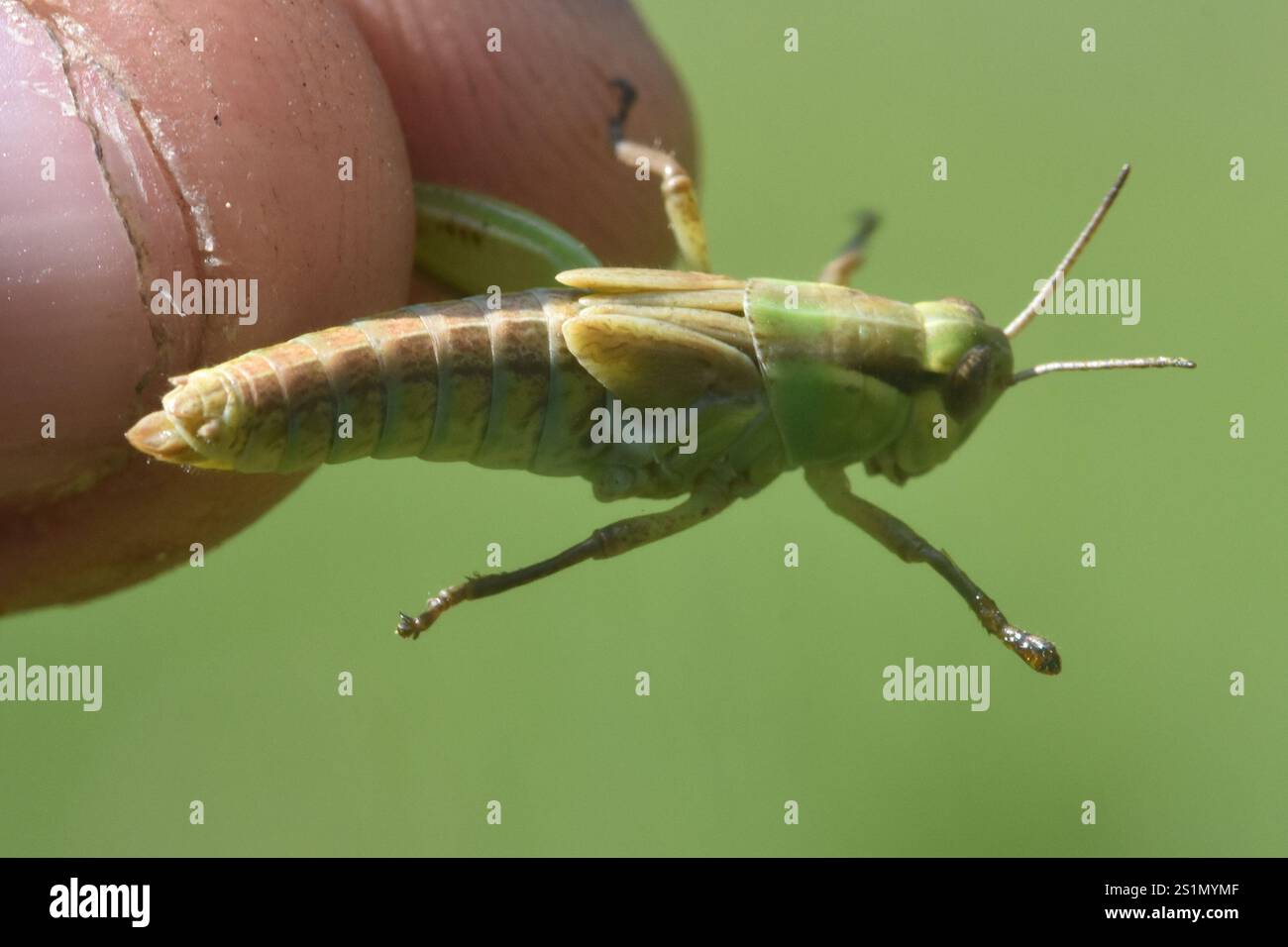 North American Spur-throated Grasshoppers (Melanoplus Stock Photo - Alamy
