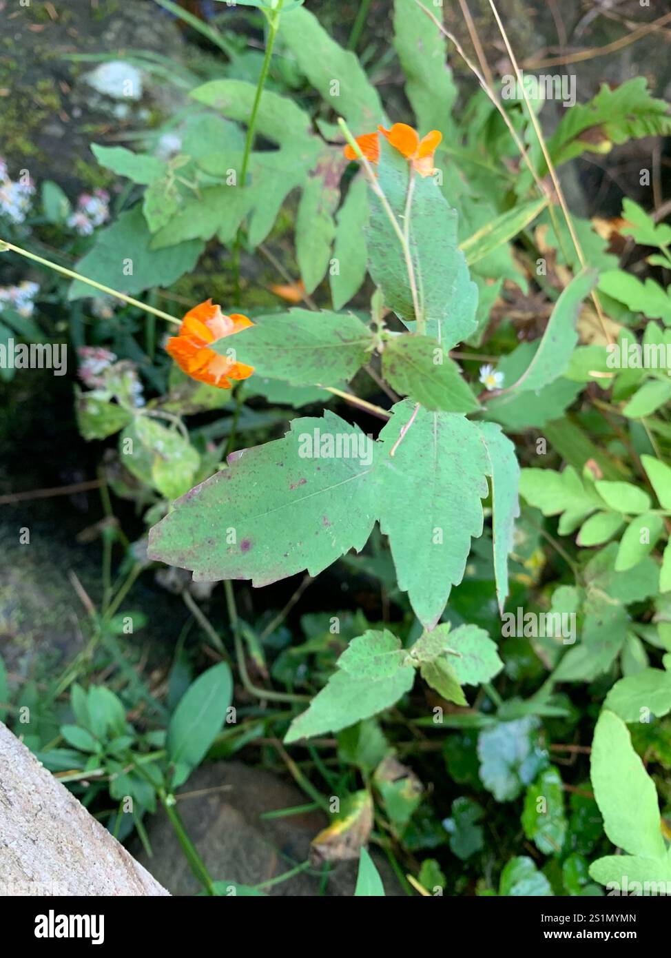 common jewelweed (Impatiens capensis Stock Photo - Alamy