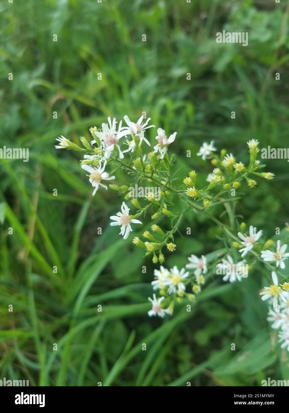 Arrow-leaved Aster (Symphyotrichum urophyllum Stock Photo - Alamy