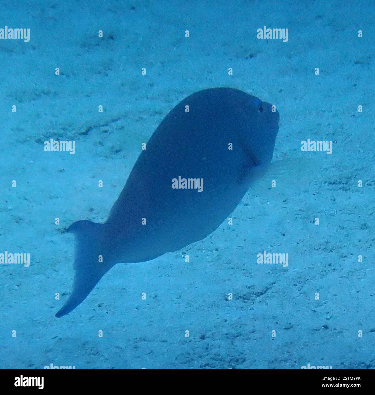 Indian Longnose Parrotfish (Hipposcarus harid Stock Photo - Alamy