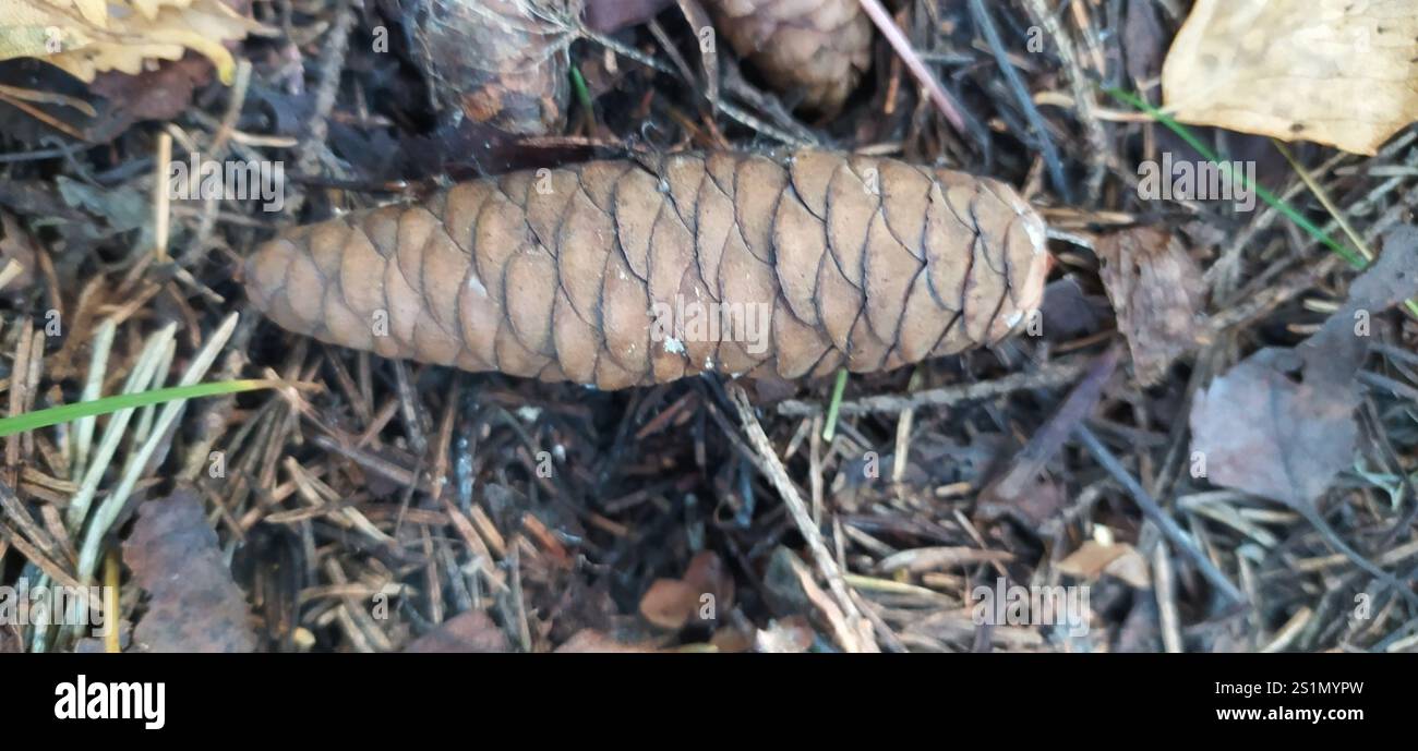 Siberian spruce (Picea obovata Stock Photo - Alamy