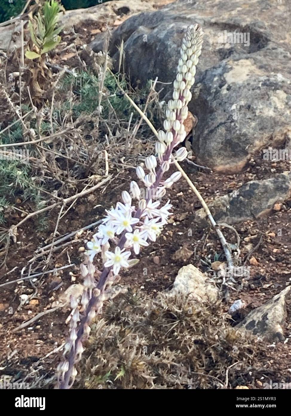 sea squill (Drimia maritima Stock Photo - Alamy